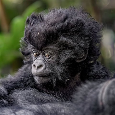 Primates - Qué son los primates y cuáles son sus características