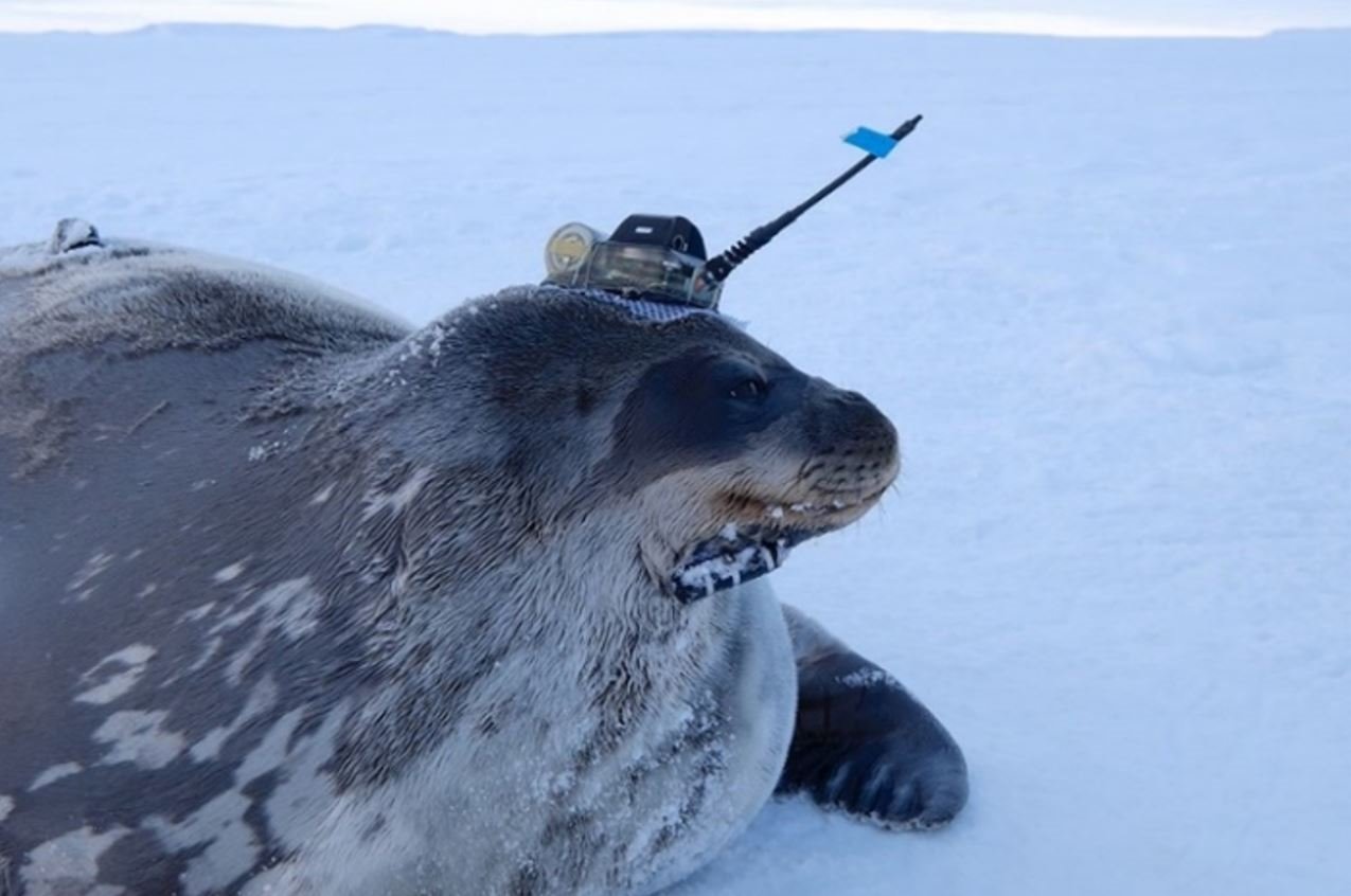 Datos Sobre Las Focas De Nieve 8 Datos Curiosos Sobre Las Focas Que