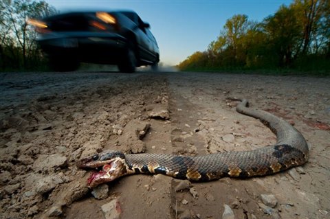 La migración animal a todo detalle