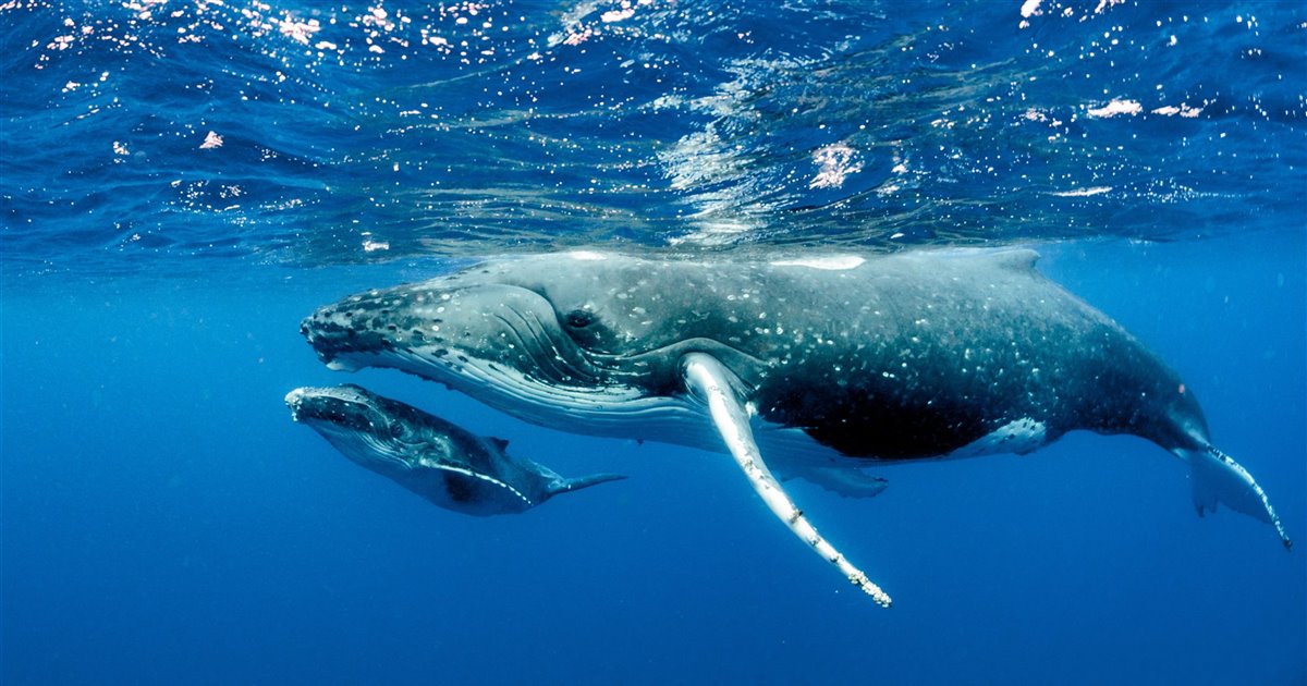 La migración de las ballenas ayudará a crear el nuevo acuerdo de ...