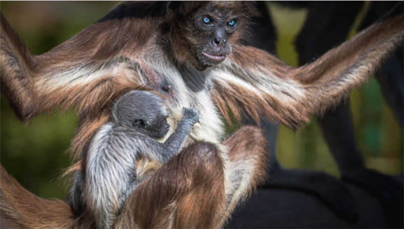 Nace un mono araña, una especie en peligro de extinción, en el zoo de ...