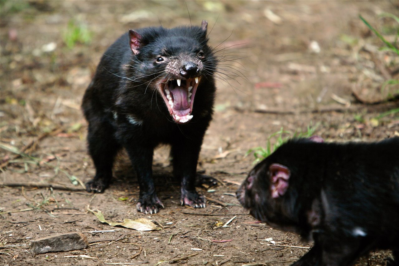 El apareamiento del demonio de Tasmania