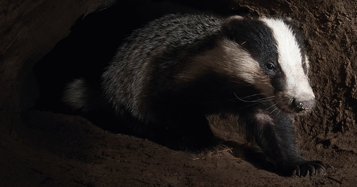 Descubriendo los tejones a través de una cámara