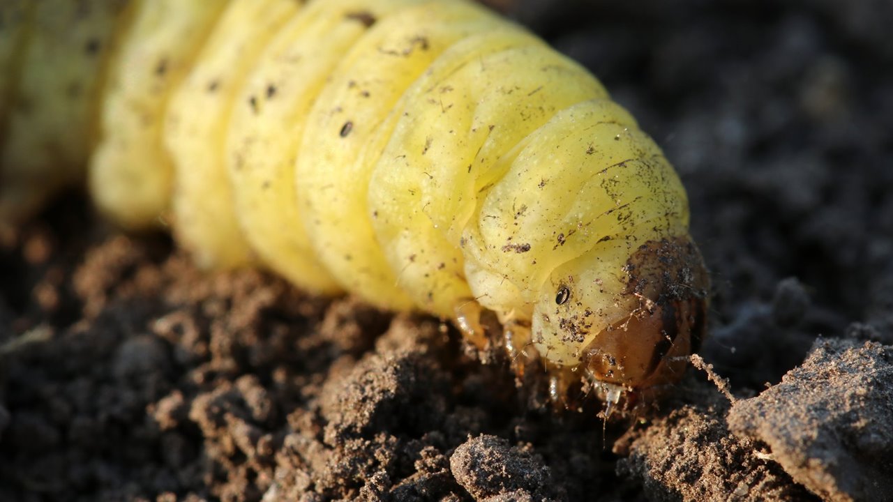 Estos gusanos comen...¡plástico!