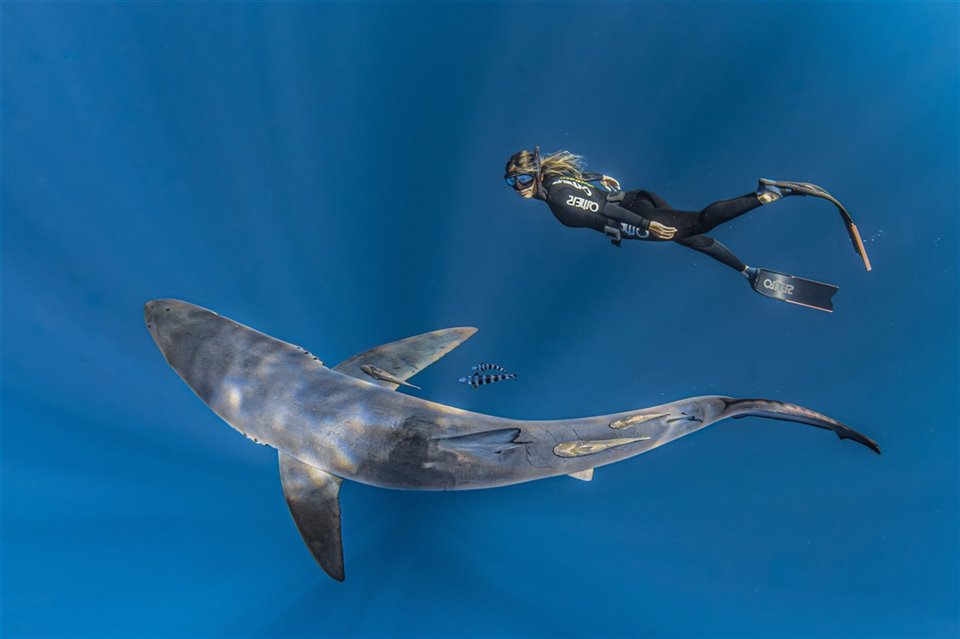 Ataques a tiburones: ¿Son tan frecuentes como se piensa? Aquí algunos ...