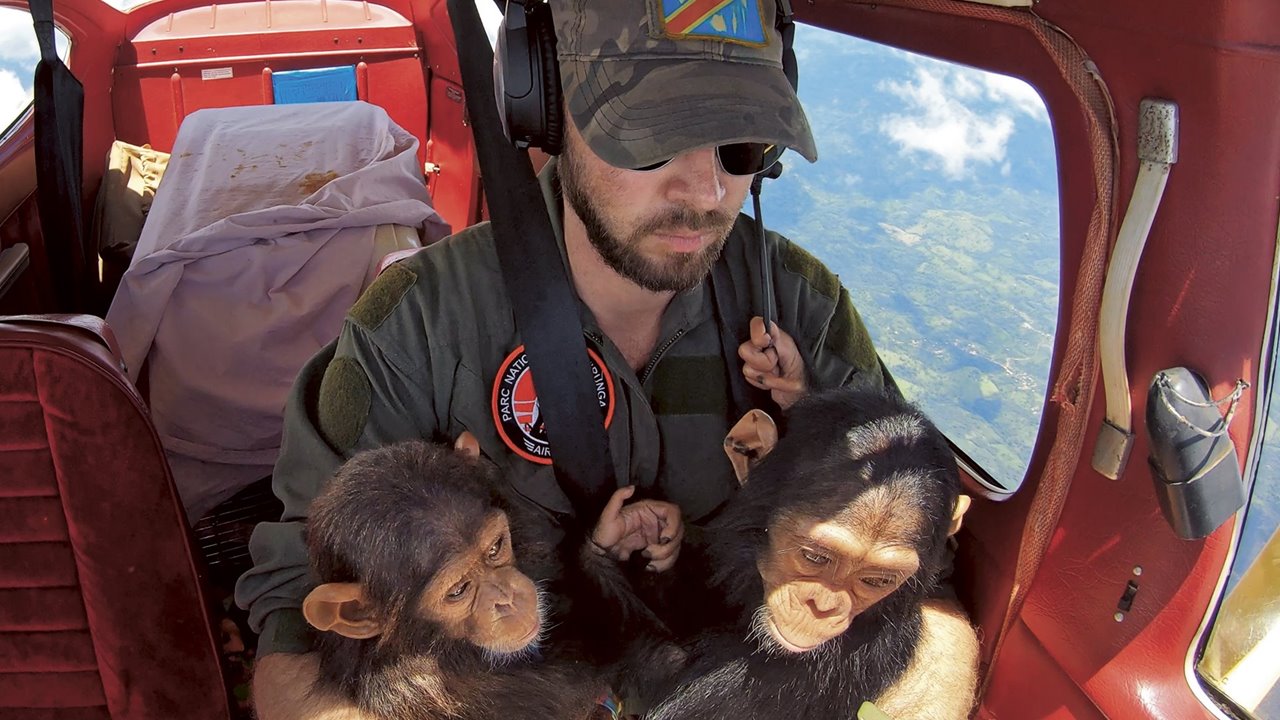 Protegiendo a los chimpancés de la extinción