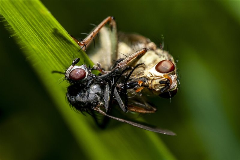 El canibalismo tiene una explicación, y no es tan sórdida como podría ...