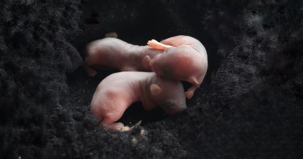 Consiguen cultivar embriones de ratón sin necesidad de óvulos ni ...