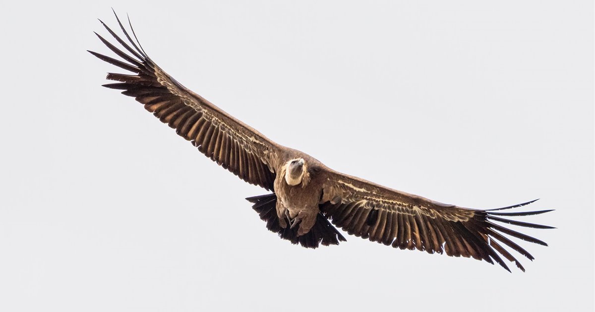 10 curiosidades sobre los buitres