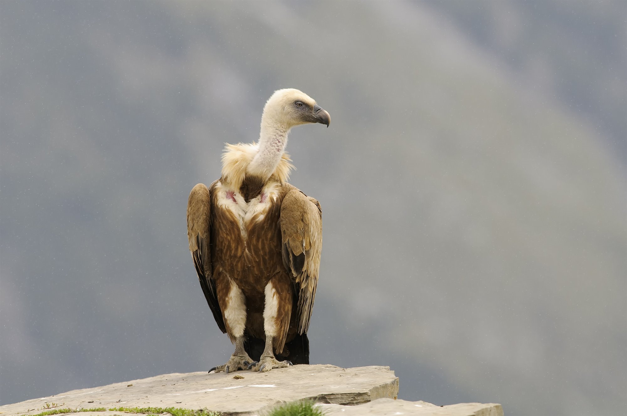 10 curiosidades sobre los buitres