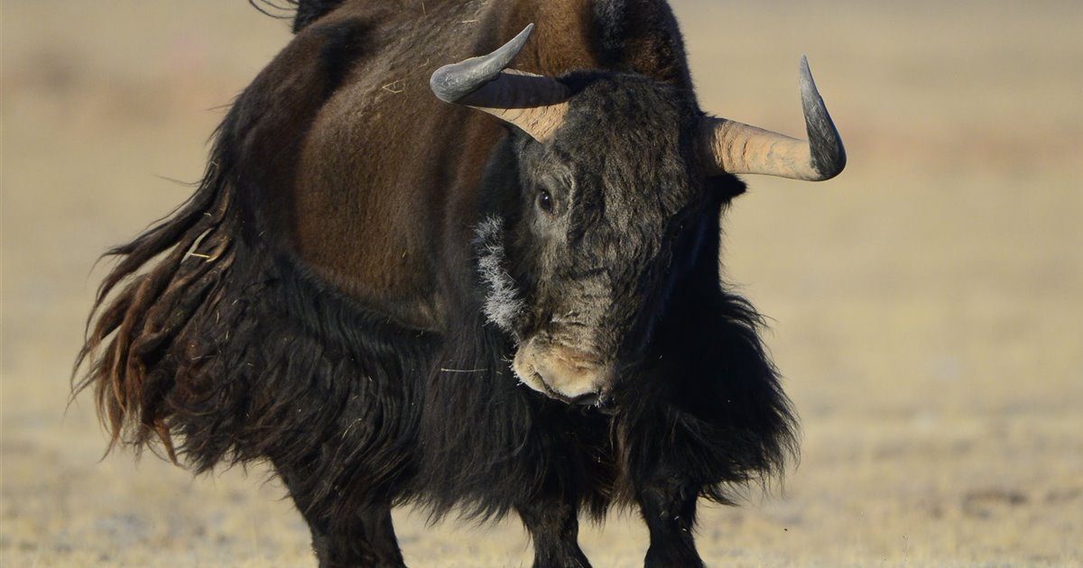 El secreto físico de los yaks para vivir en las alturas