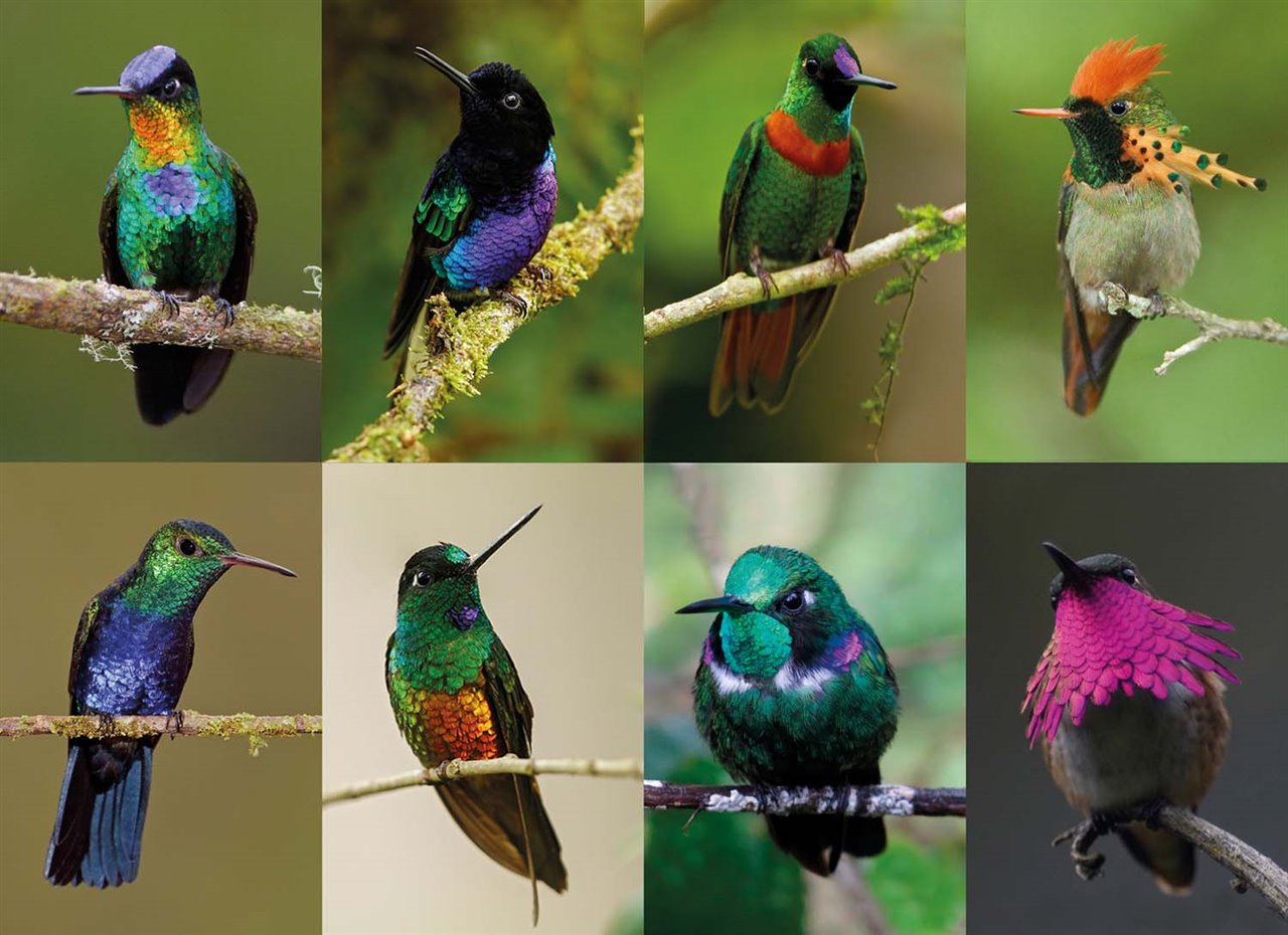 Una diversidad de colores colosal