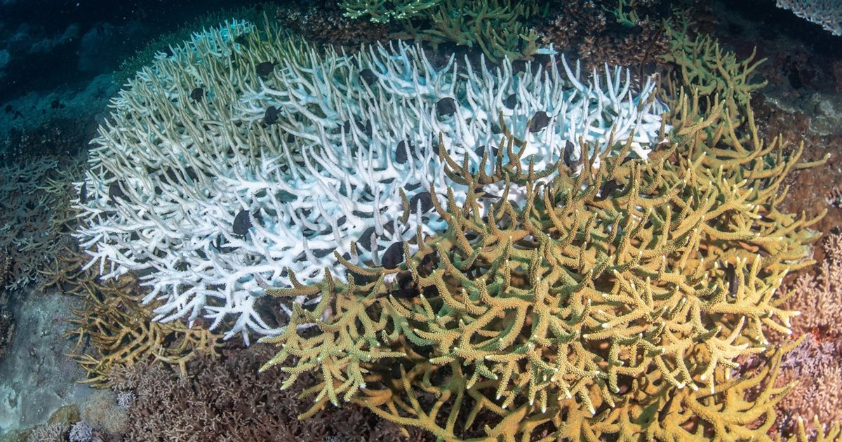 La clave de que los corales estén perdiendo sus colores