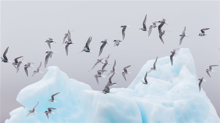 La espectacular migración de las aves