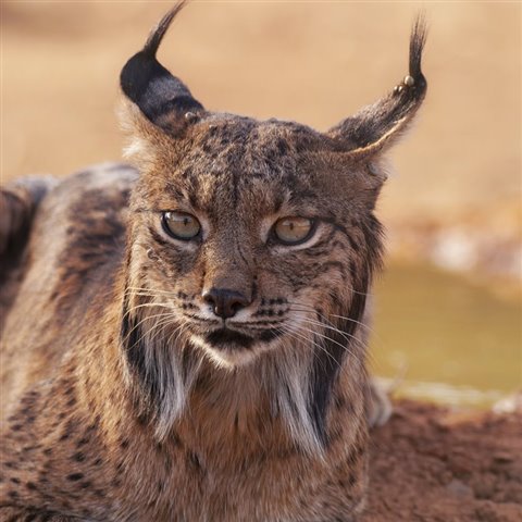 Felinos: fotos impresionantes y cuántas especies hay