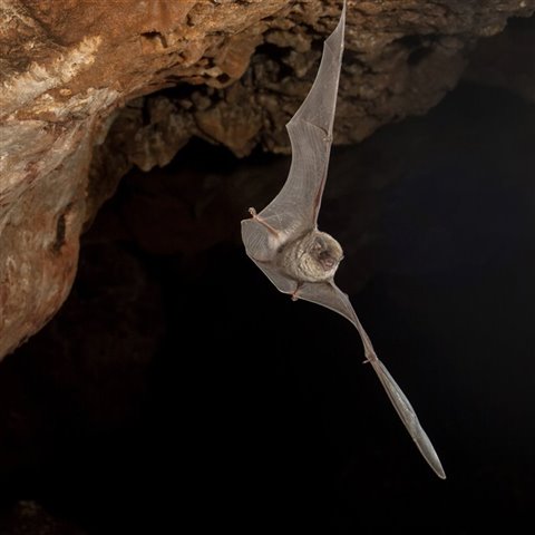 Murciélagos: fotos, qué comen y dónde viven los murciélagos