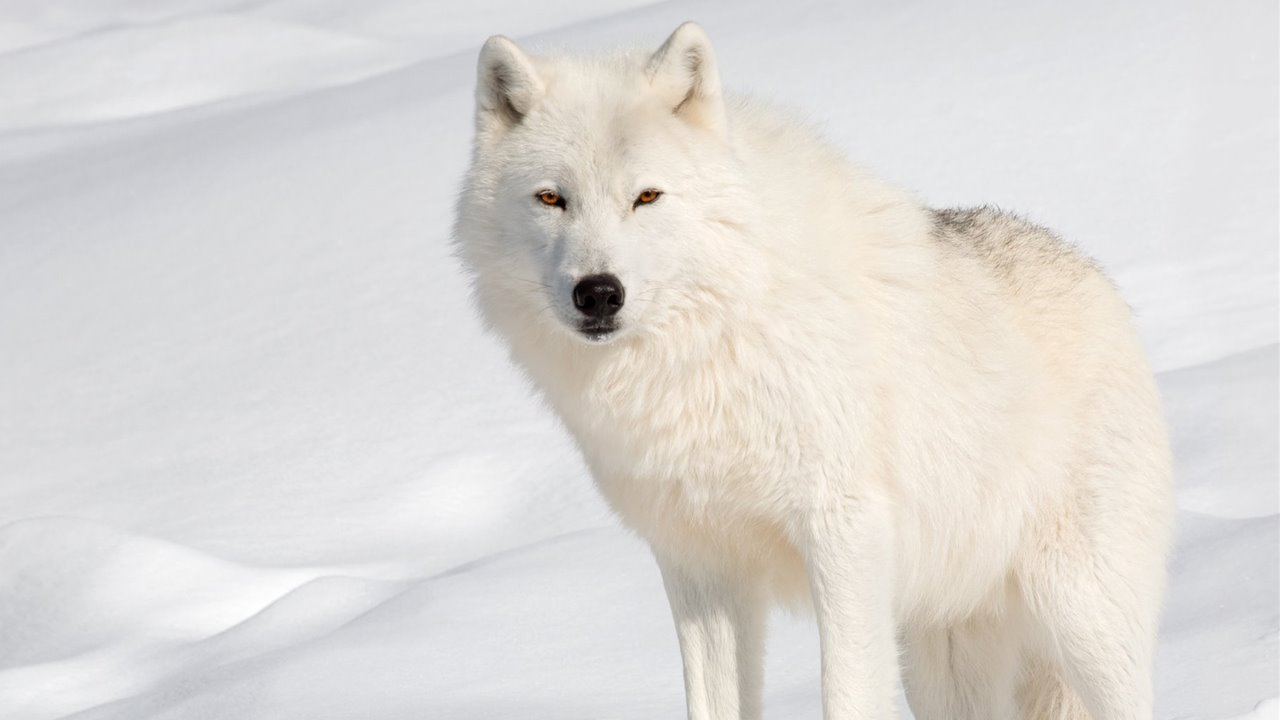 5 Caractersticas De Un Lobo Definicin De Lobo