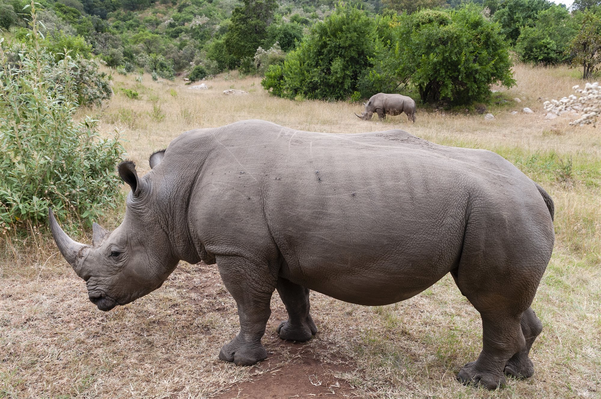 La difícil situación del rinoceronte blanco
