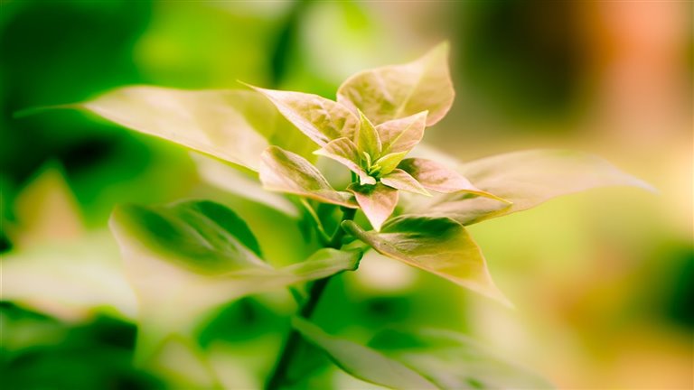 Los 8 biomas terrestres: así es como se clasifica la biosfera