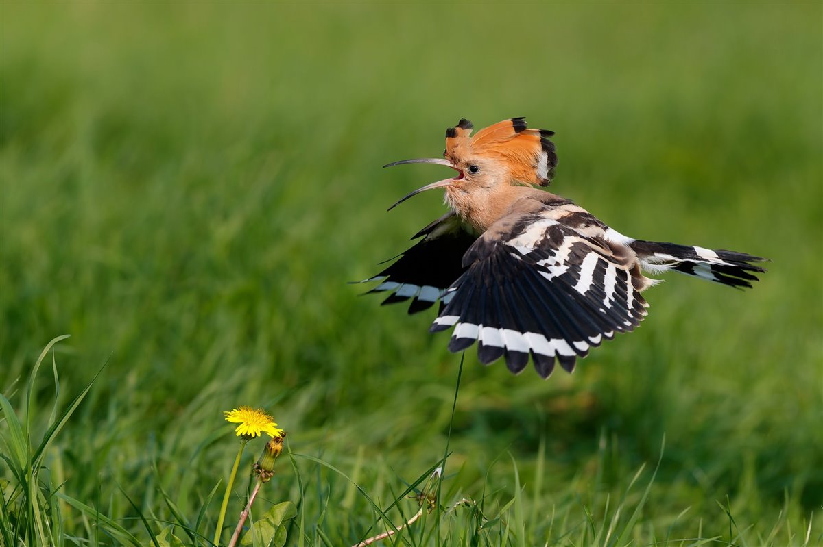 Curiosidades sobre la abubilla