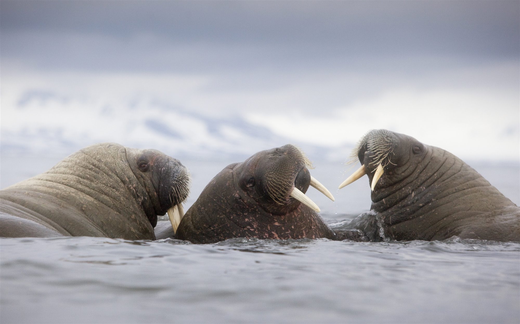 Svalbard, un refugio natural en pleno Ártico