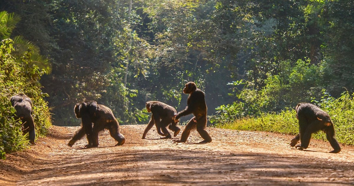 ¿Por qué la evolución no nos dejó caminar a cuatro patas?