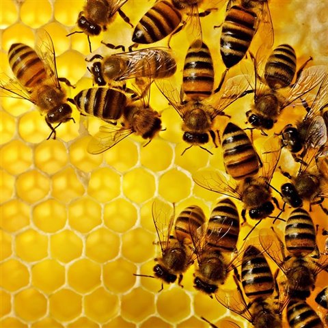 Día Mundial de las Abejas: ¿Por qué están en peligro?