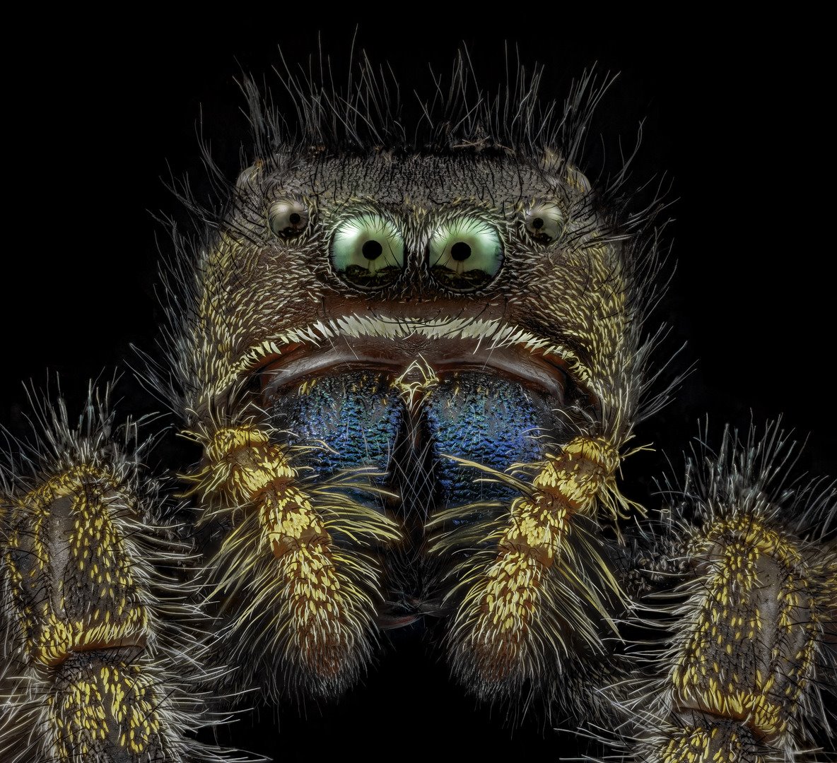 Un mundo en miniatura, las mejores microfotografías de 2022