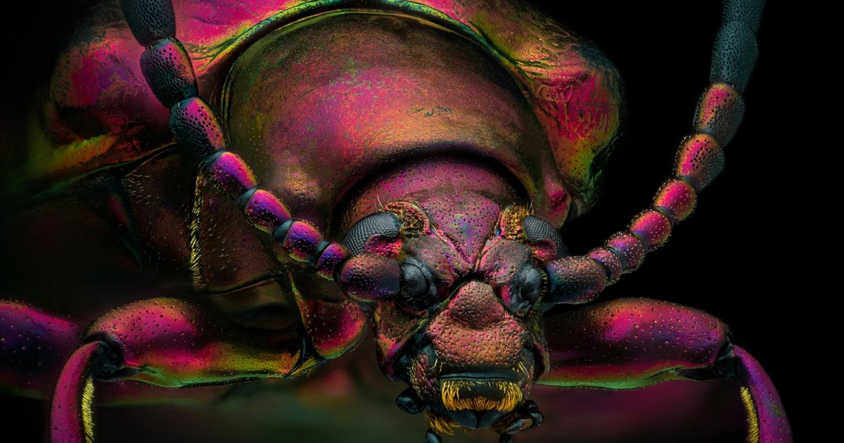 Un mundo en miniatura, las mejores microfotografías de 2022