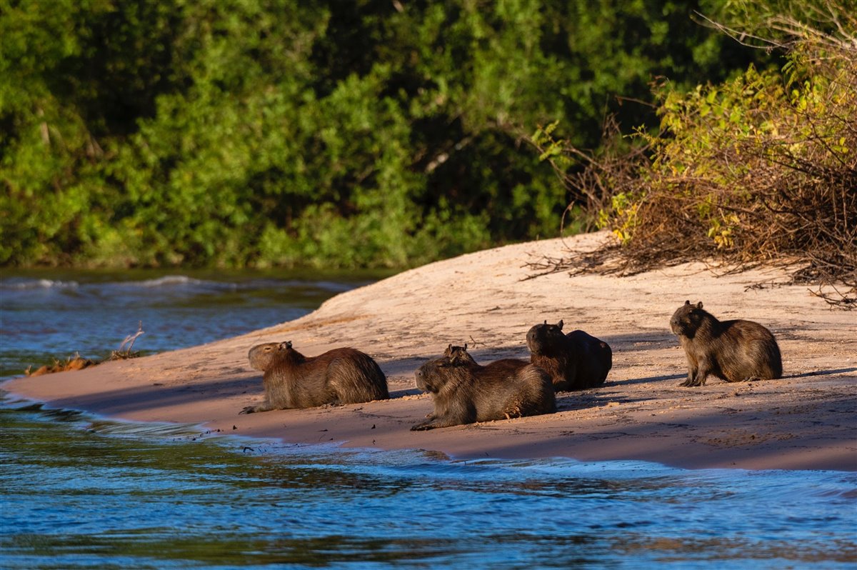 El Pantanal, un edén de biodiversidad único en la Tierra