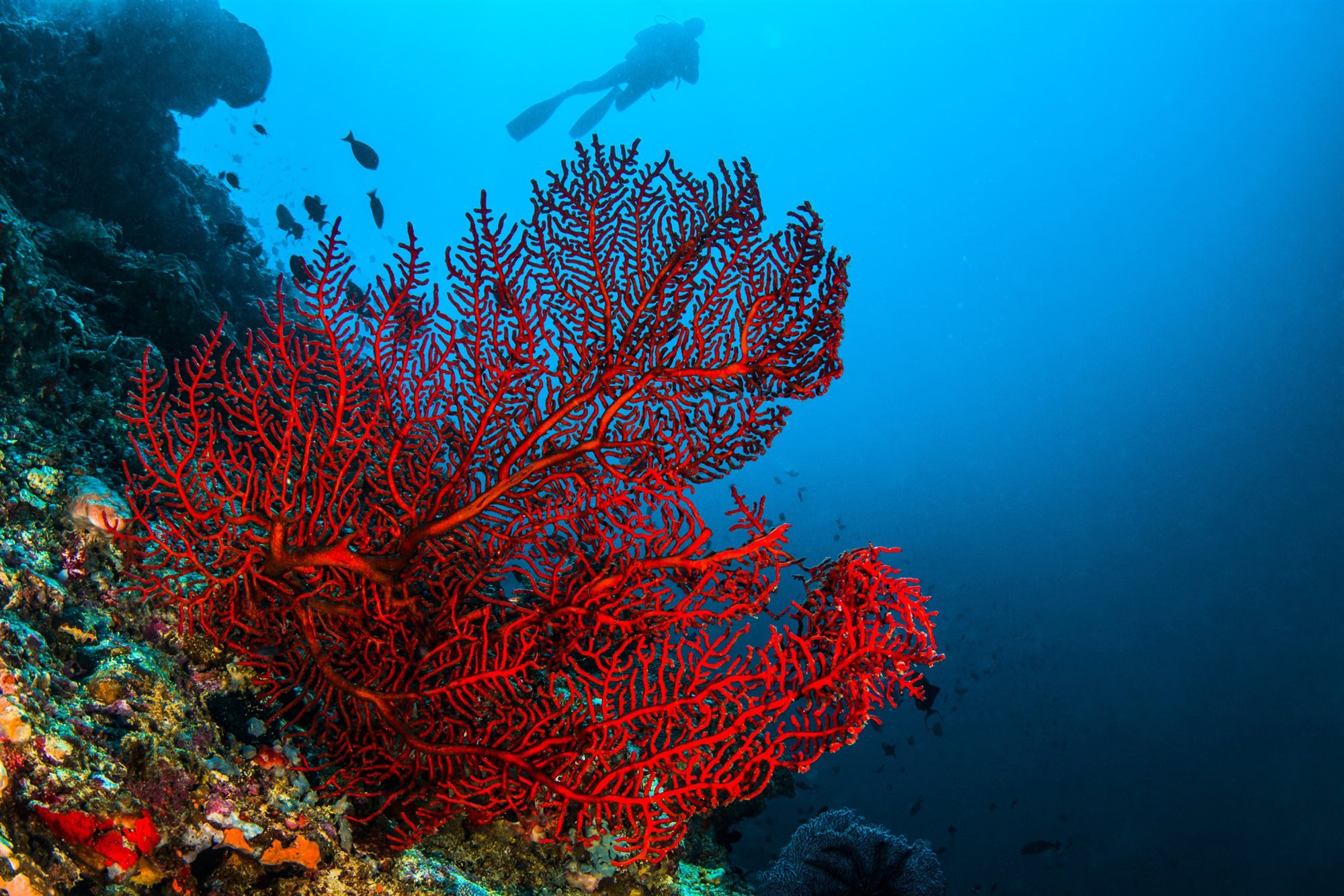 8 curiosidades sobre los arrecifes de coral