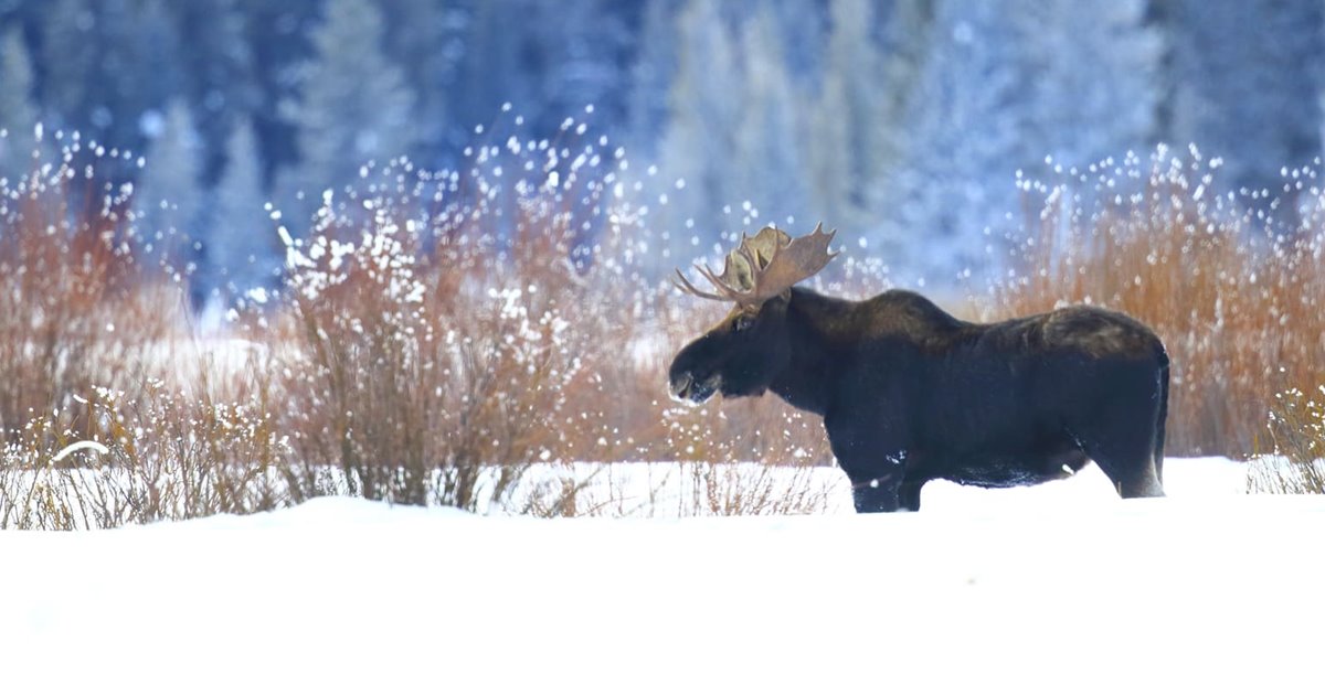 Consejos para fotografiar con nieve