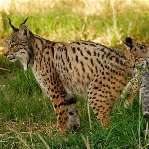 Lince: fotos, características y por qué están en peligro
