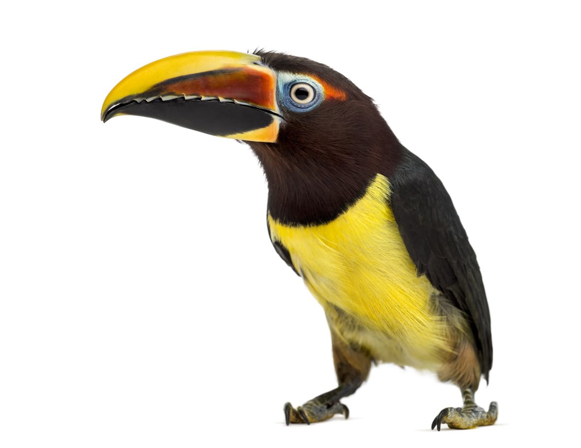 7 curiosidades sobre los tucanes
