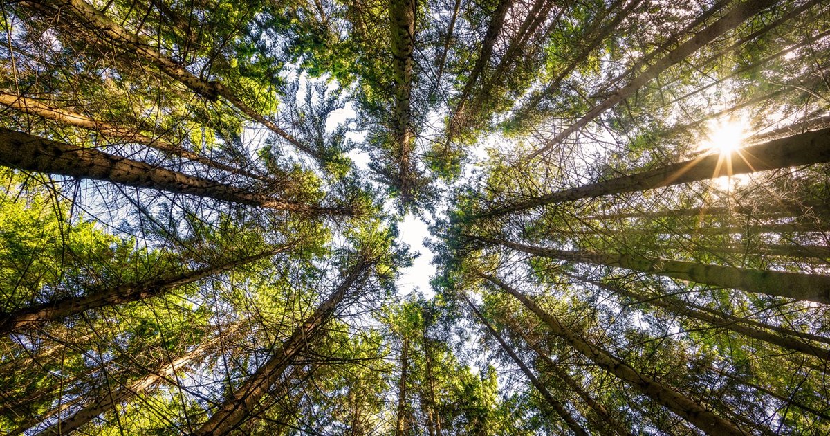 Los primeros bosques