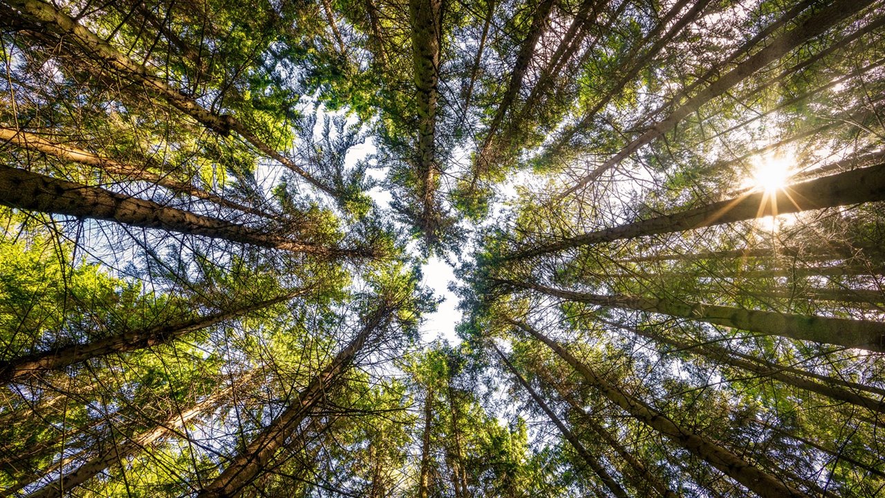 Los 8 biomas terrestres: así es como se clasifica la biosfera