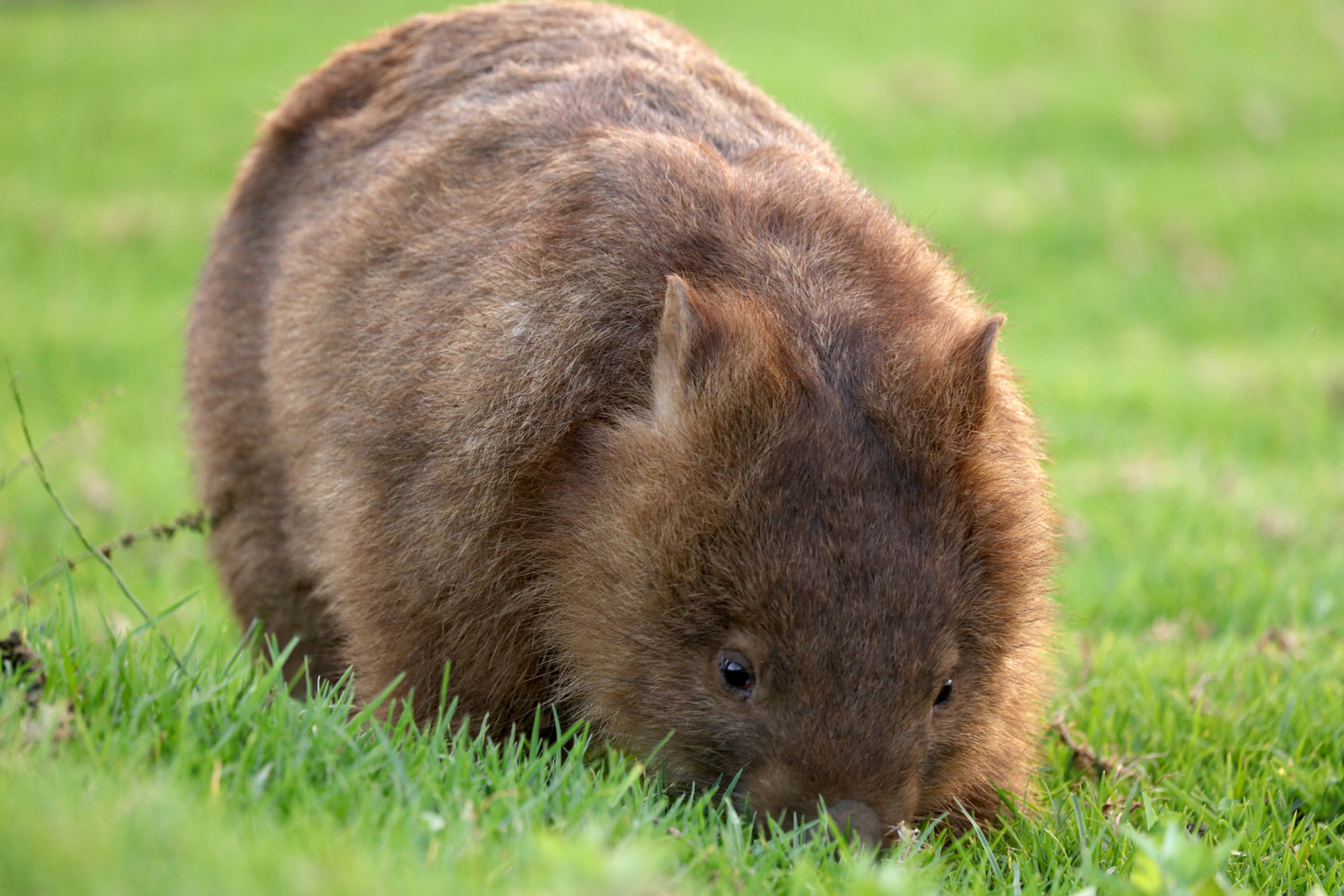 Wombat, el pariente menos famoso de canguros y koalas con excrementos ...