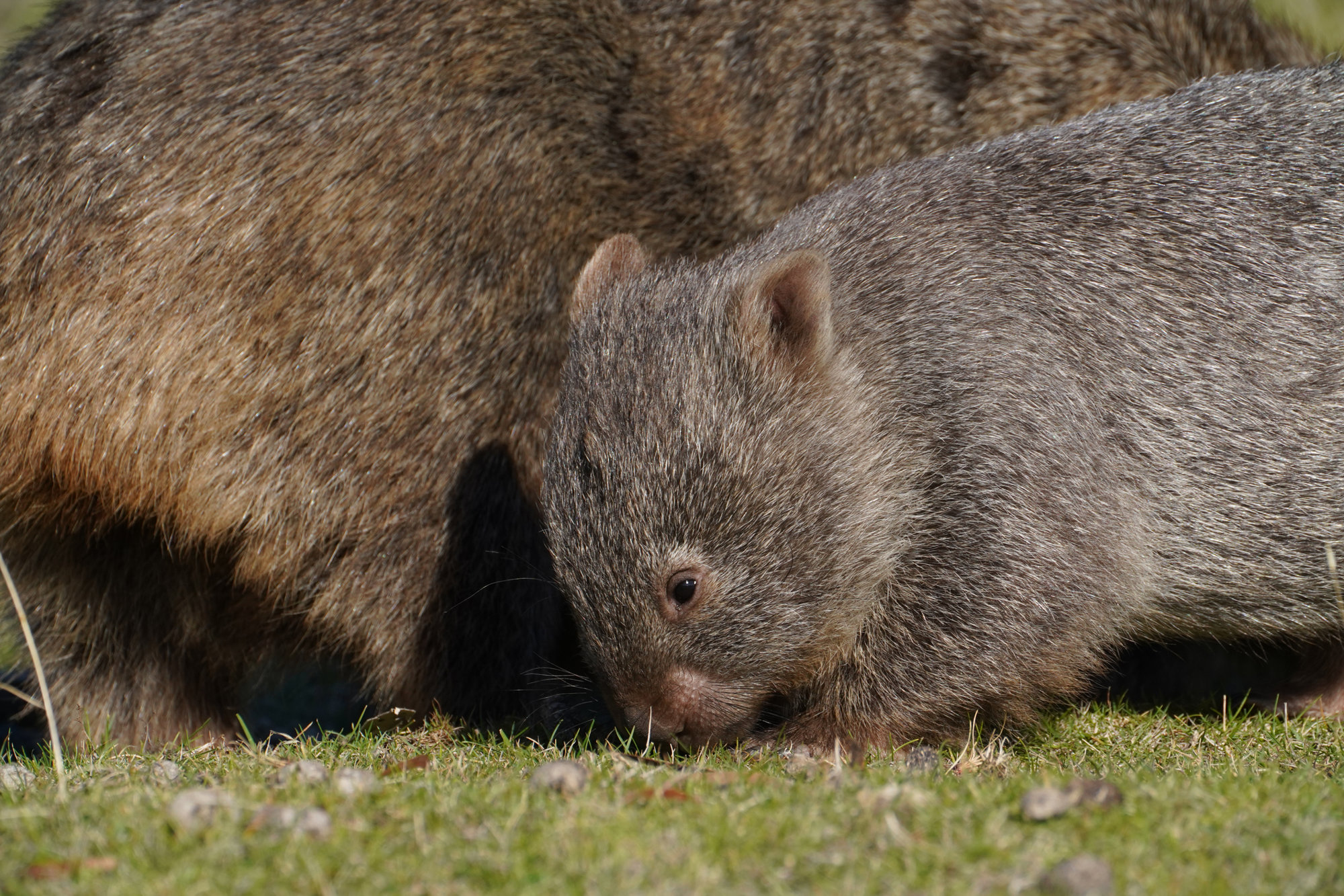Wombat, el pariente menos famoso de canguros y koalas con excrementos ...