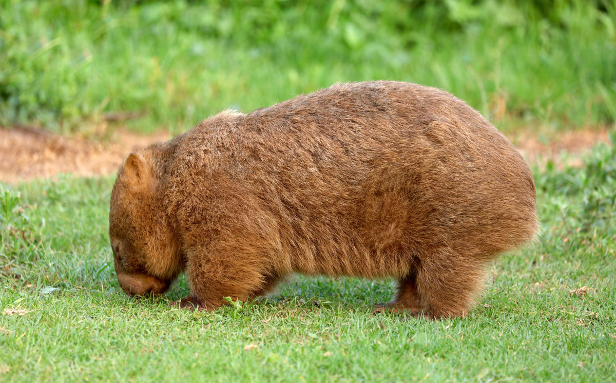 Wombat, el pariente menos famoso de canguros y koalas con excrementos ...