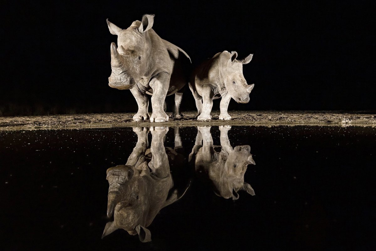 Reflejos animales: la gran fauna africana se mira al espejo
