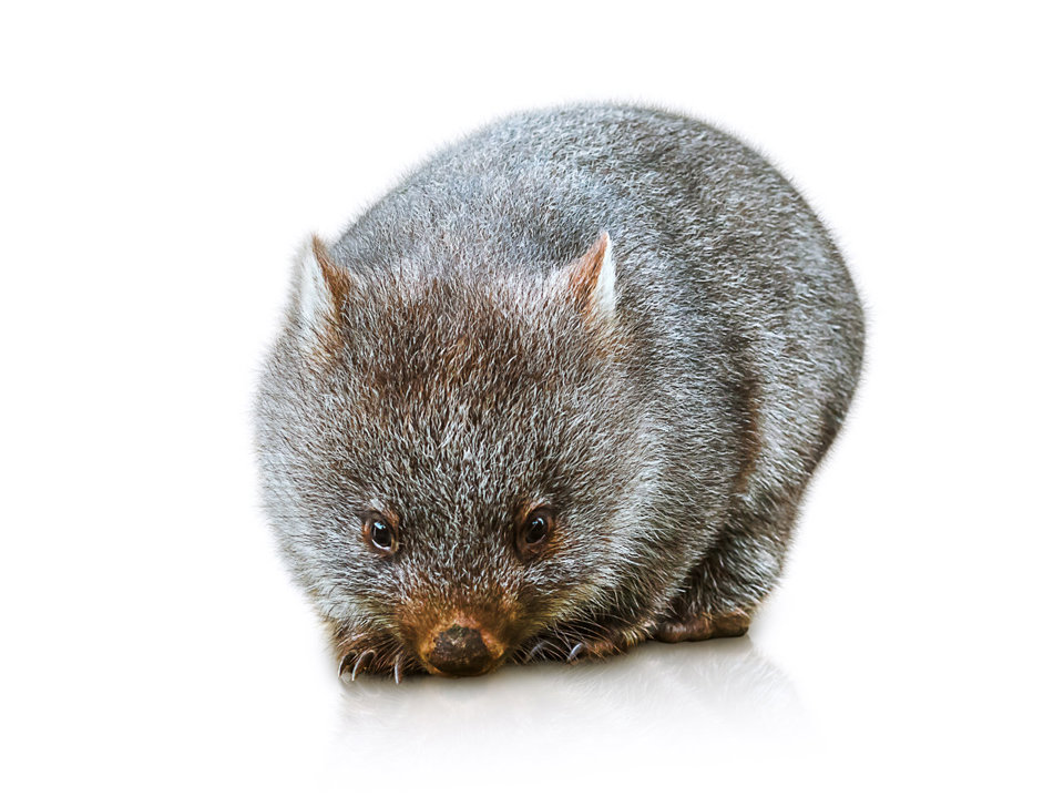 Curiosidades de los wombats, los curiosos marsupiales australianos