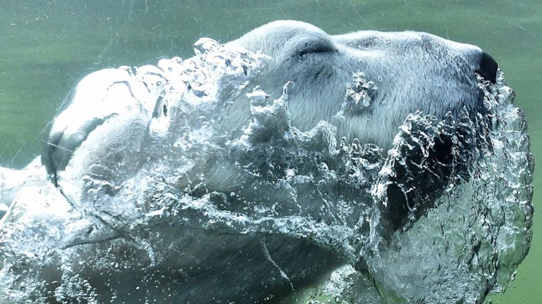 Osos polares - Dónde viven, qué comen y cuánto pesan los osos polares