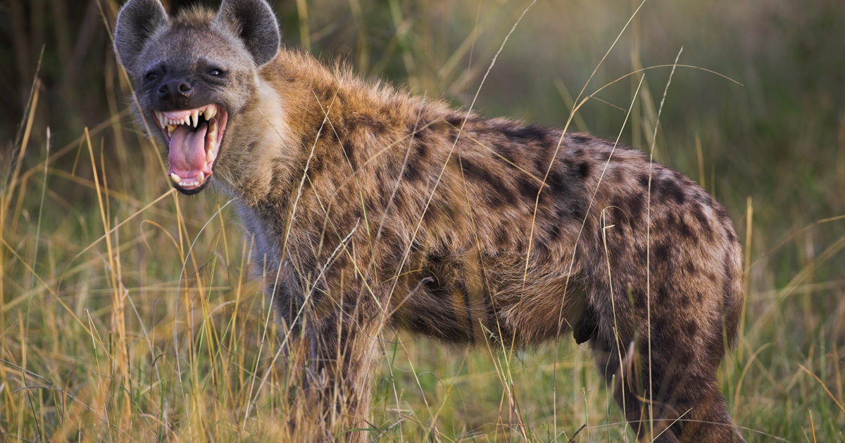 8 curiosidades sobre las hienas
