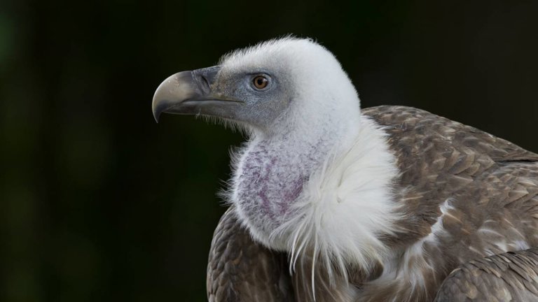Buitre - Curiosidades, características y fotos de los buitres