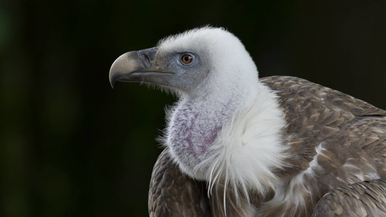 Buitre - Curiosidades, características y fotos de los buitres