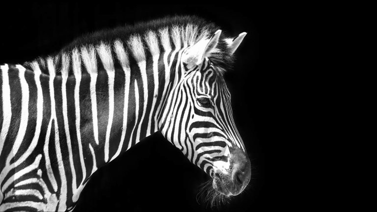 Cebras - Dónde viven, características y por qué tienen rayas