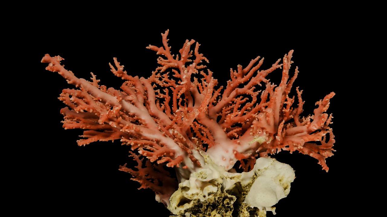Coral - Qué es, qué tipo de animal es y cuál es su función