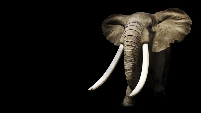 Elefantes - Cuánto pesan los elefantes, dónde viven y de qué se alimentan