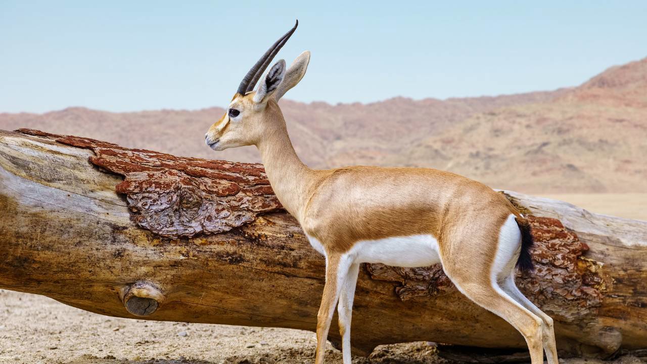 Gacelas - Qué son, dónde viven y qué comen las gacelas