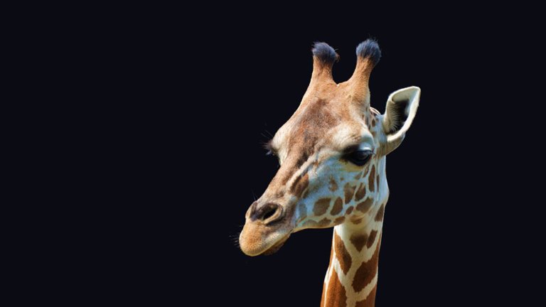 Jirafas: ¿cuánto miden las jirafas y por qué tienen la lengua negra?